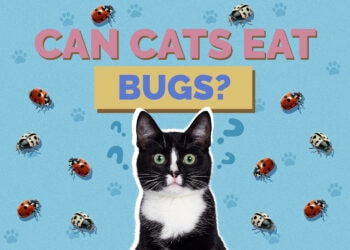 Can Cats Eat Bugs? Vet-Reviewed Health & Safety Guide | Hepper Pet ...