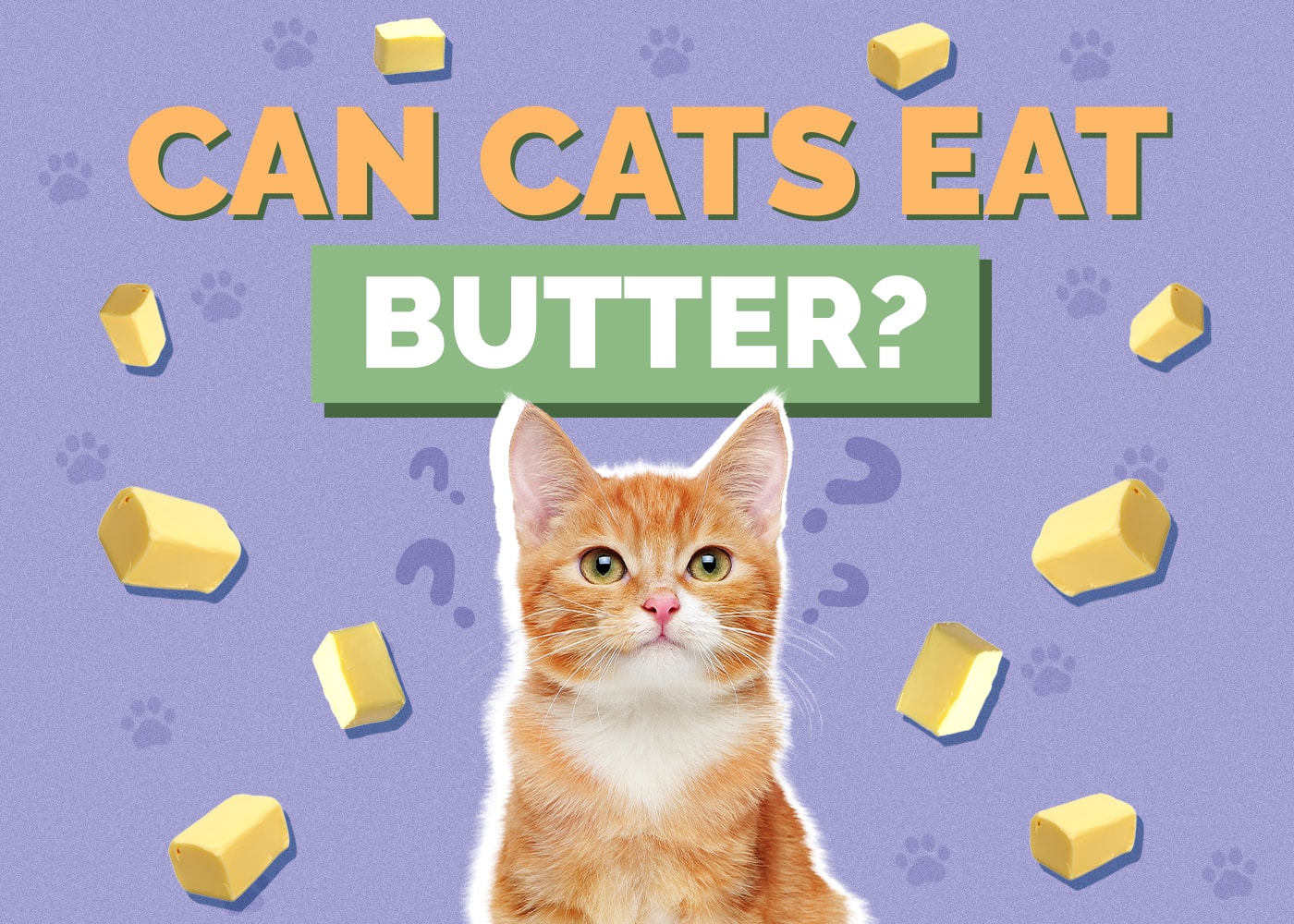 Can Cats Eat Butter? Vet-Reviewed Facts and FAQ | Hepper Pet Resources