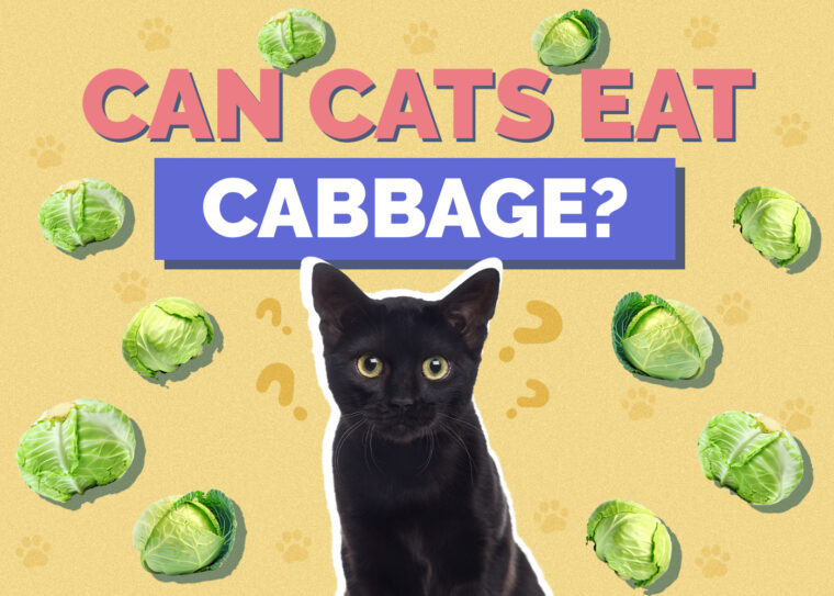 Can Cats Eat Cabbage? Vet Reviewed Facts & Nutrition Guide | Hepper Pet ...