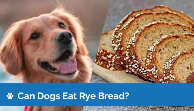 Can Dogs Eat Rye Bread? Vet-Reviewed Nutritional Info & FAQ | Hepper ...