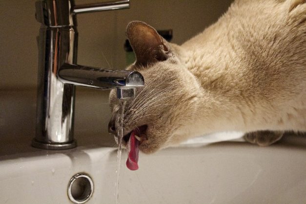 3 Best Types of Waters for Cats: The Safest Options to Drink | Hepper ...