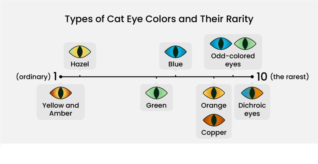 How to Tell What Breed Your Cat Is? Our In-Depth Identification Guide ...
