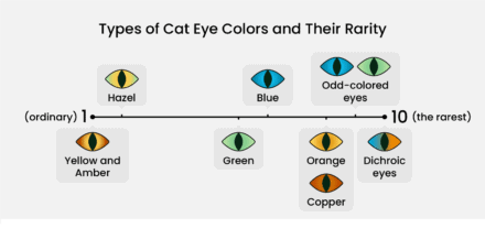 How to Tell What Breed Your Cat Is? Our In-Depth Identification Guide ...