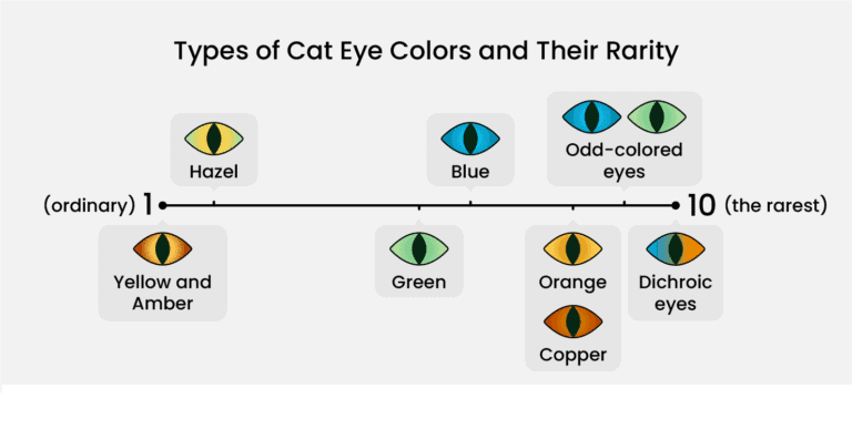 How to Tell What Breed Your Cat Is? Our In-Depth Identification Guide ...