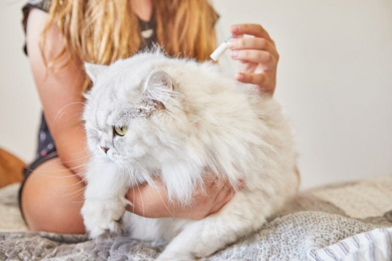 How To Tell If Your Cat Has Fleas - 8 Signs & Symptoms | Hepper Pet ...
