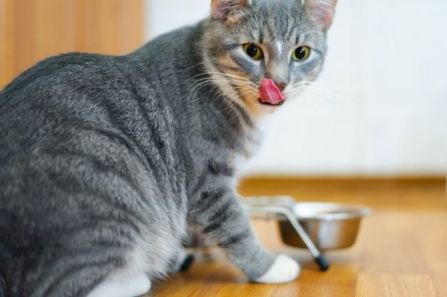 10 Types of Homemade Cooked Cat Foods - Easy & Healthy | Hepper Pet ...