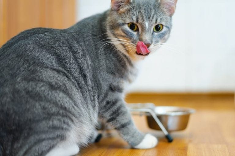 Can Cats Eat Flaxseed? Vet-Reviewed Facts & Potential Health Benefits ...