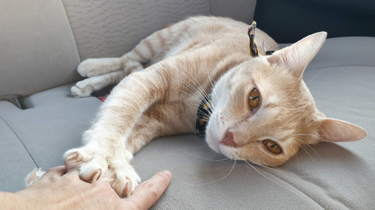 Why Is Your Cat Is Slapping or Swatting at You? 15 Possible Reasons ...