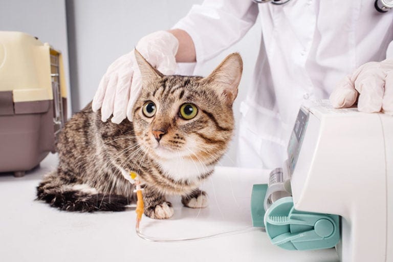How Do Vets Handle Aggressive Cats: Our Vet Answers | Hepper Pet Resources