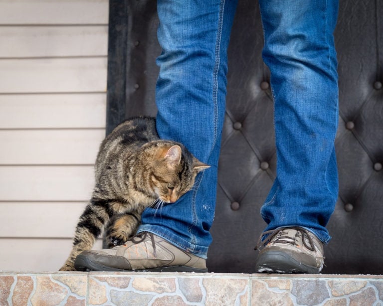 What Does Cat Nuzzling Mean? 5 Vet-Approved Reasons for This Behavior ...