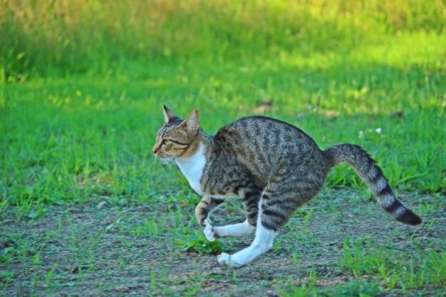 How Fast Can a Cat Run? Fascinating Facts & FAQ | Hepper Pet Resources