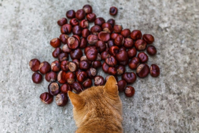 Can Cats Eat Nuts? Vet-Reviewed Risks & FAQ | Hepper Pet Resources