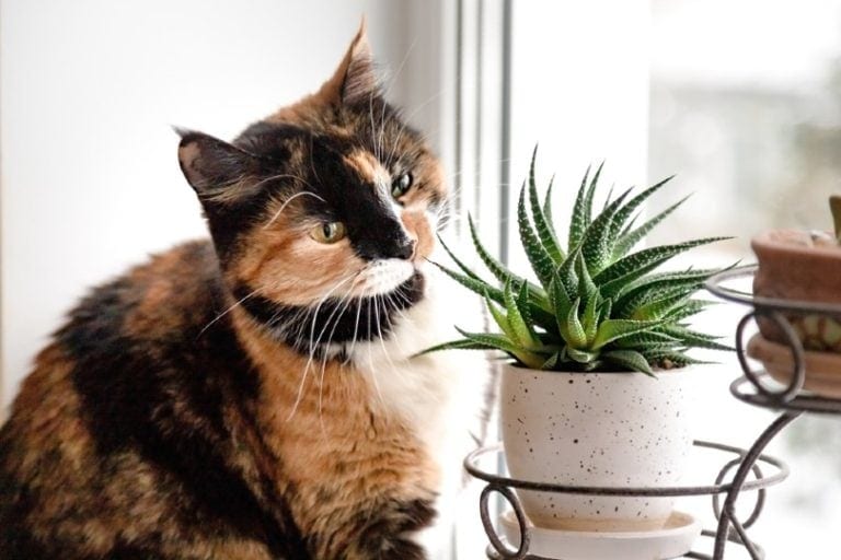 Is Monstera Toxic to Cats? Vet-Approved Facts & Safety Guide | Hepper ...