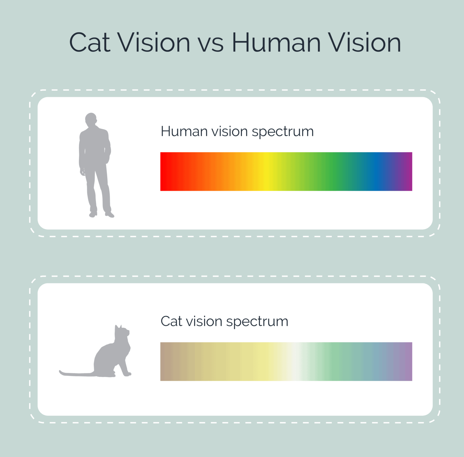 Cat Vision vs Human Vision: Comparisons & FAQ (With Infographic ...