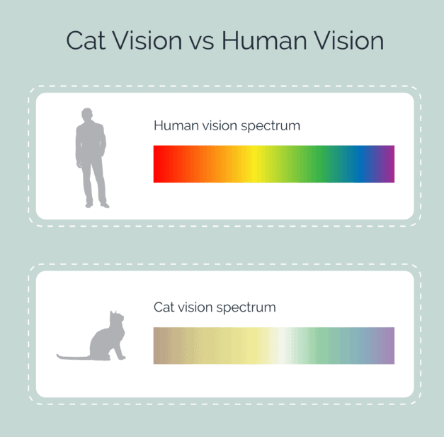 Cat Vision vs Human Vision: Comparisons & FAQ (With Infographic ...