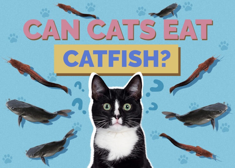 Why Do Cats Like Fish? Feline Facts & FAQs | Hepper Pet Resources