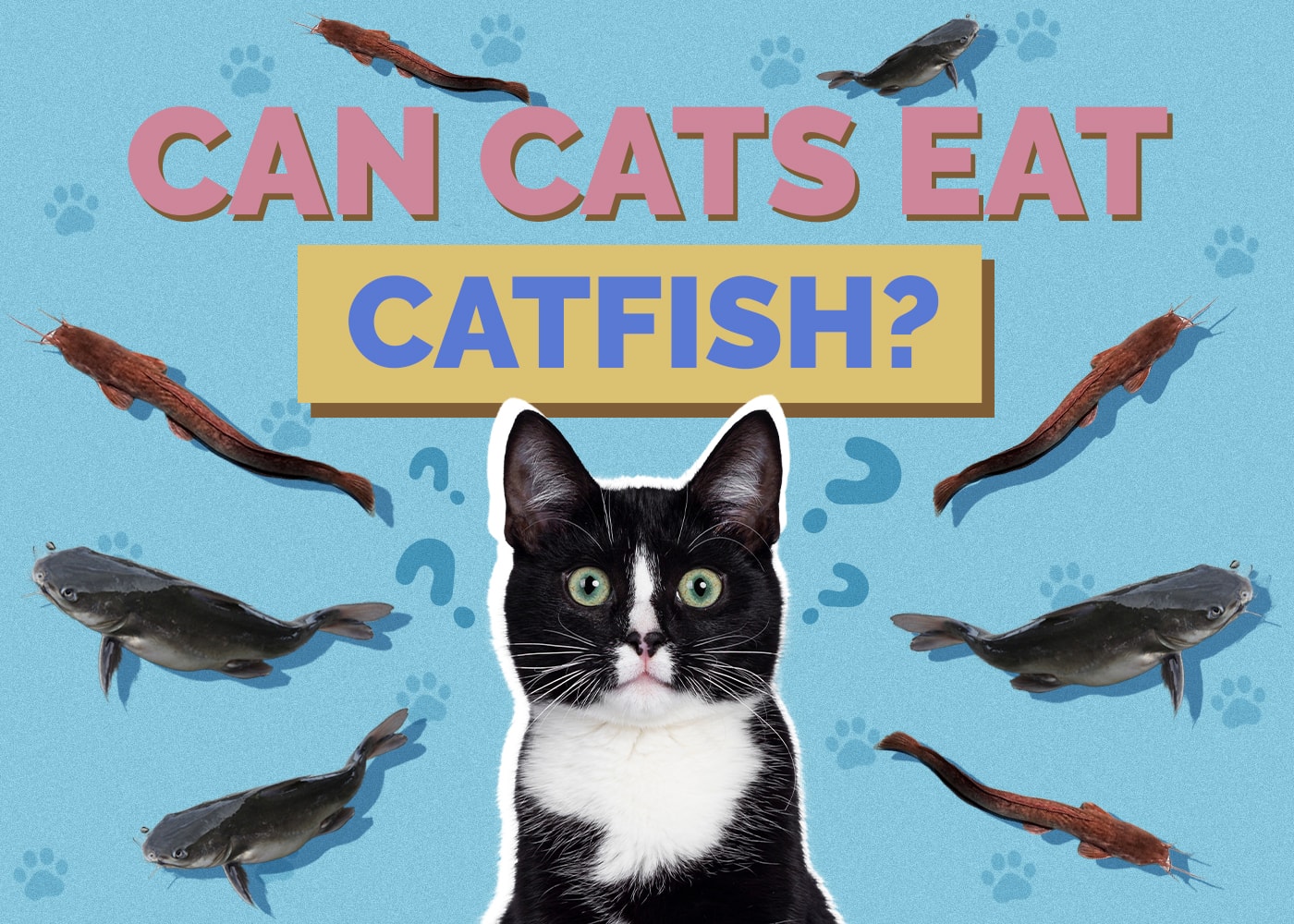 Can Dogs Eat Catfish? Vet Approved Nutritional Facts & FAQ | Hepper Pet ...