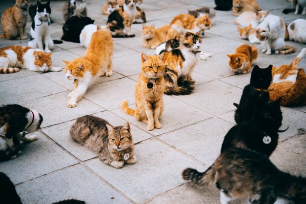 How to Start a Cat Café in 2026: Step-By-Step Guide | Hepper Pet Resources