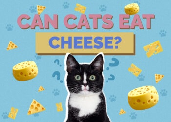 Can Cats Eat Cheese? Vet Approved Facts & FAQ | Hepper Pet Resources