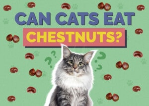 Can Cats Eat Chestnuts? What You Need to Know! | Hepper Pet Resources