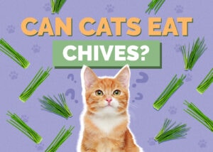 Can Cats Eat Chives? Nutrition Facts & Potential Risks | Hepper Pet ...