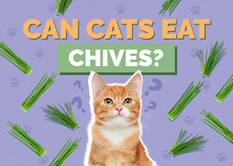 Can Cats Eat Chives? Nutrition Facts & Potential Risks | Hepper Pet ...