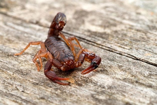Dog Stung by a Scorpion? Our Vet Explains What to Do | Hepper Pet Resources