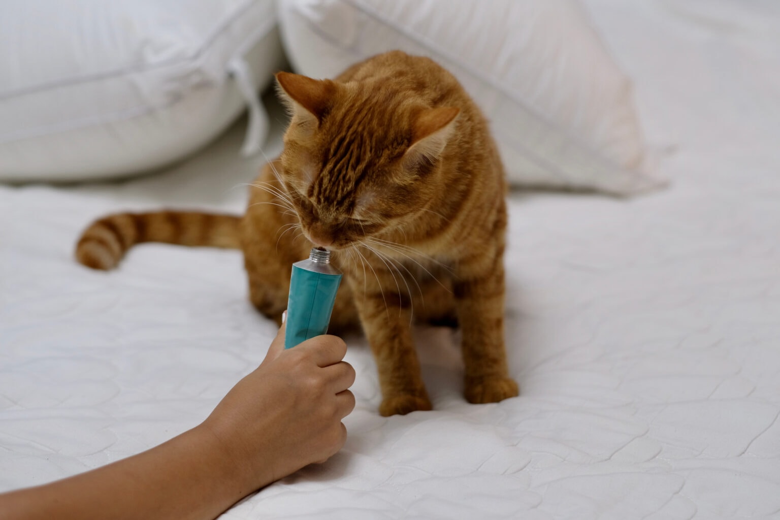 Can Cats Eat Vaseline? Vet-Reviewed Health & Safety Facts | Hepper Pet ...