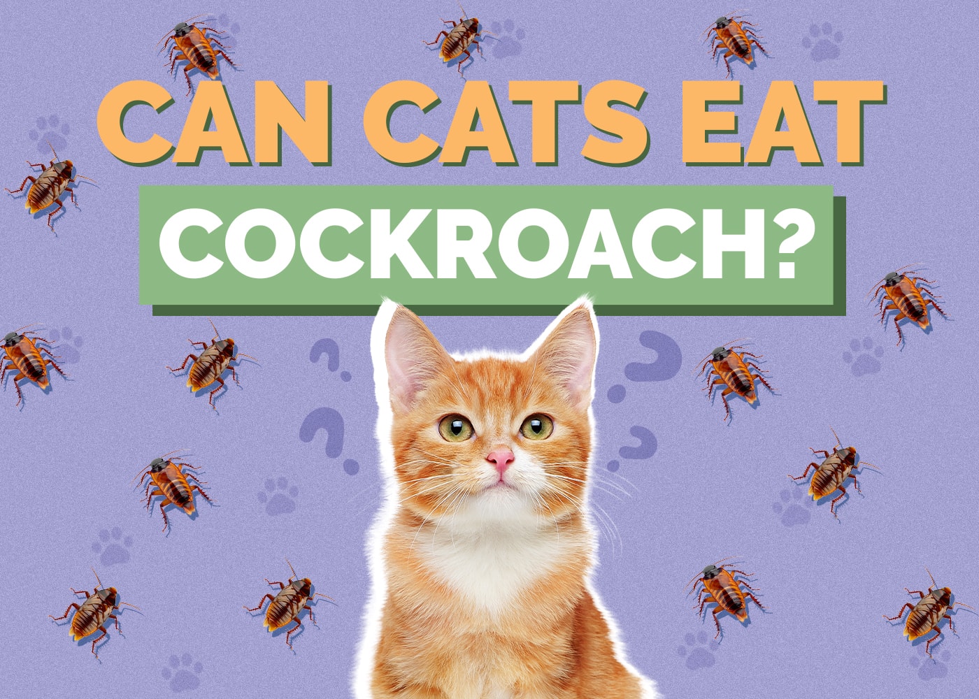 Can Cats Eat Cockroaches? Vet-Reviewed Health & Safety Guide | Hepper ...