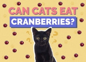 Can Cats Eat Cranberries? Vet-Reviewed Facts | Hepper Pet Resources
