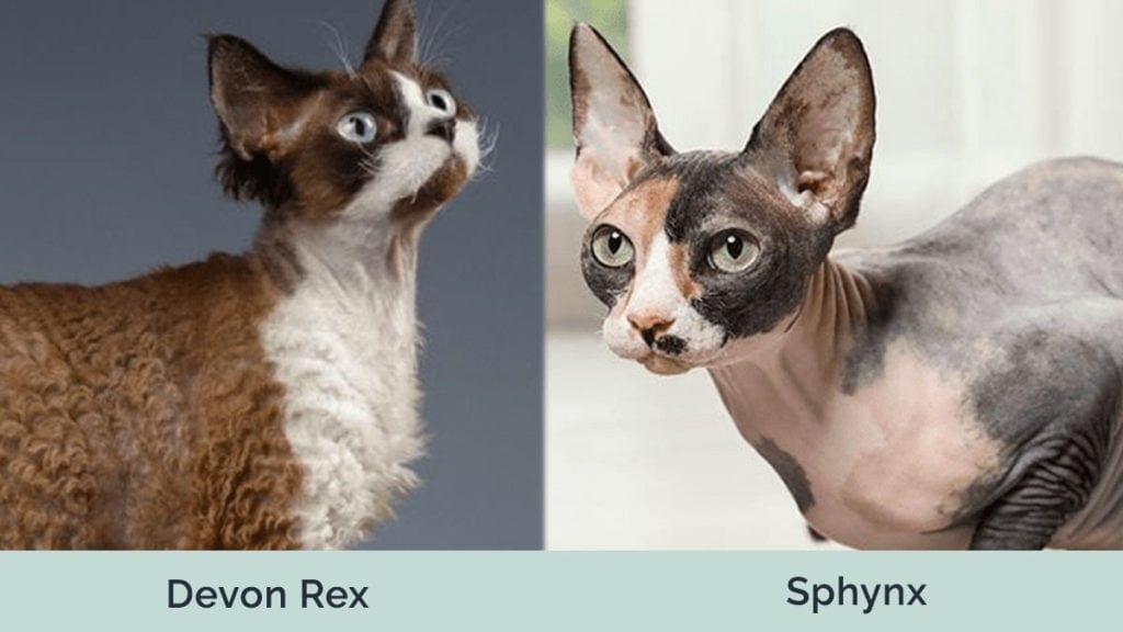 Devon Rex Cat vs Sphynx Cat: Pictures, Differences, & Which to Choose ...
