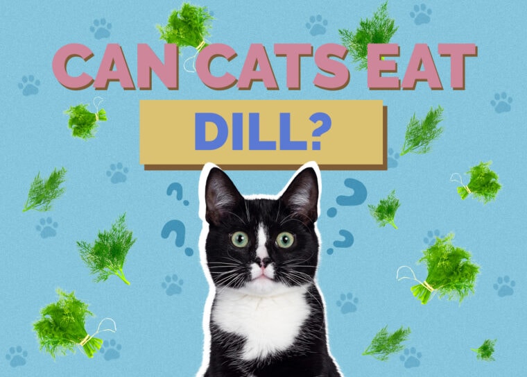 Can Dogs Eat Dill? Vet-Approved Facts & Safety Guide | Hepper Pet Resources