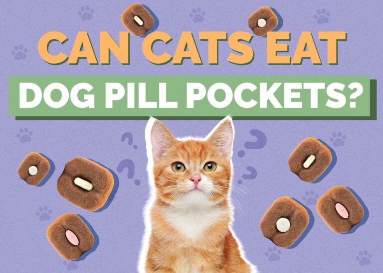 How to Give a Dog a Pill Without Food: 5 Tips & Tricks | Hepper Pet ...