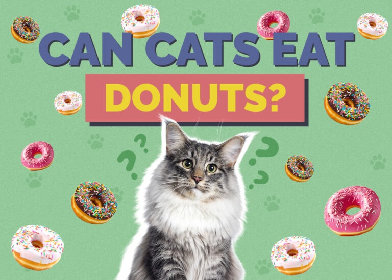 Can Cats Eat Donuts? Nutritional Facts & Safety Guide | Hepper Pet ...