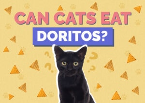 Can Cats Eat Doritos? Nutritional Facts & Safety Guide | Hepper Pet ...