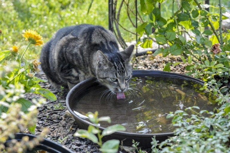 9 Surprising Feral Cats Statistics in the US (2025 Update) | Hepper Pet ...
