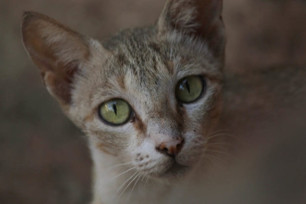 65 German Cat Names: Our Top Picks for Your Cat (With Meanings ...