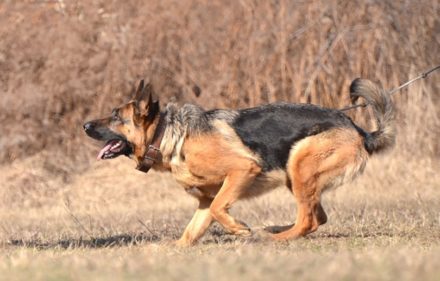 What Were German Shepherds Bred For? Breed History Explained | Hepper ...