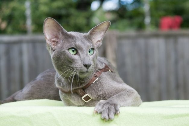 15 Grey Cat Breeds (With Info & Pictures) | Hepper Pet Resources