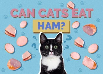 Can Cats Eat Ham? Vet-Reviewed Health & Safety Guide | Hepper Pet Resources