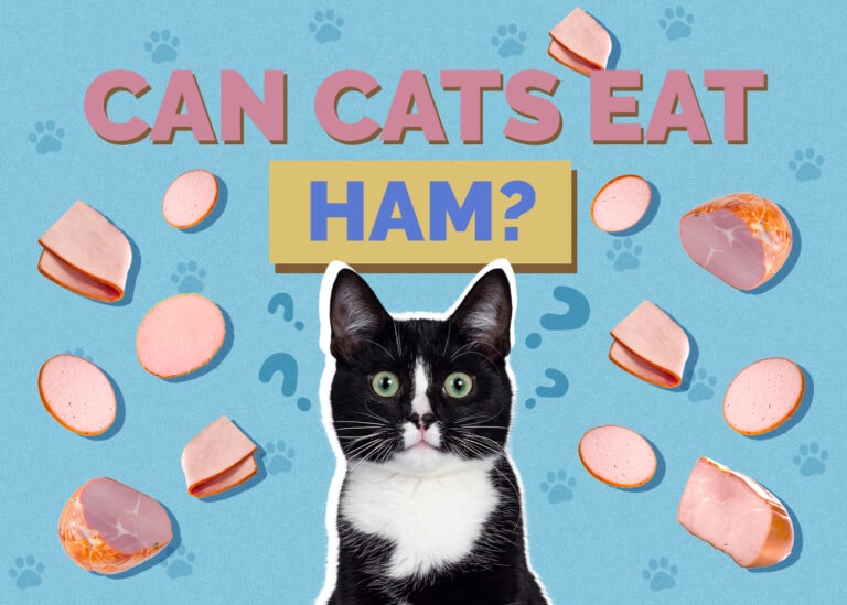 Can Cats Eat Ham? Vet-Reviewed Health & Safety Guide | Hepper Pet Resources