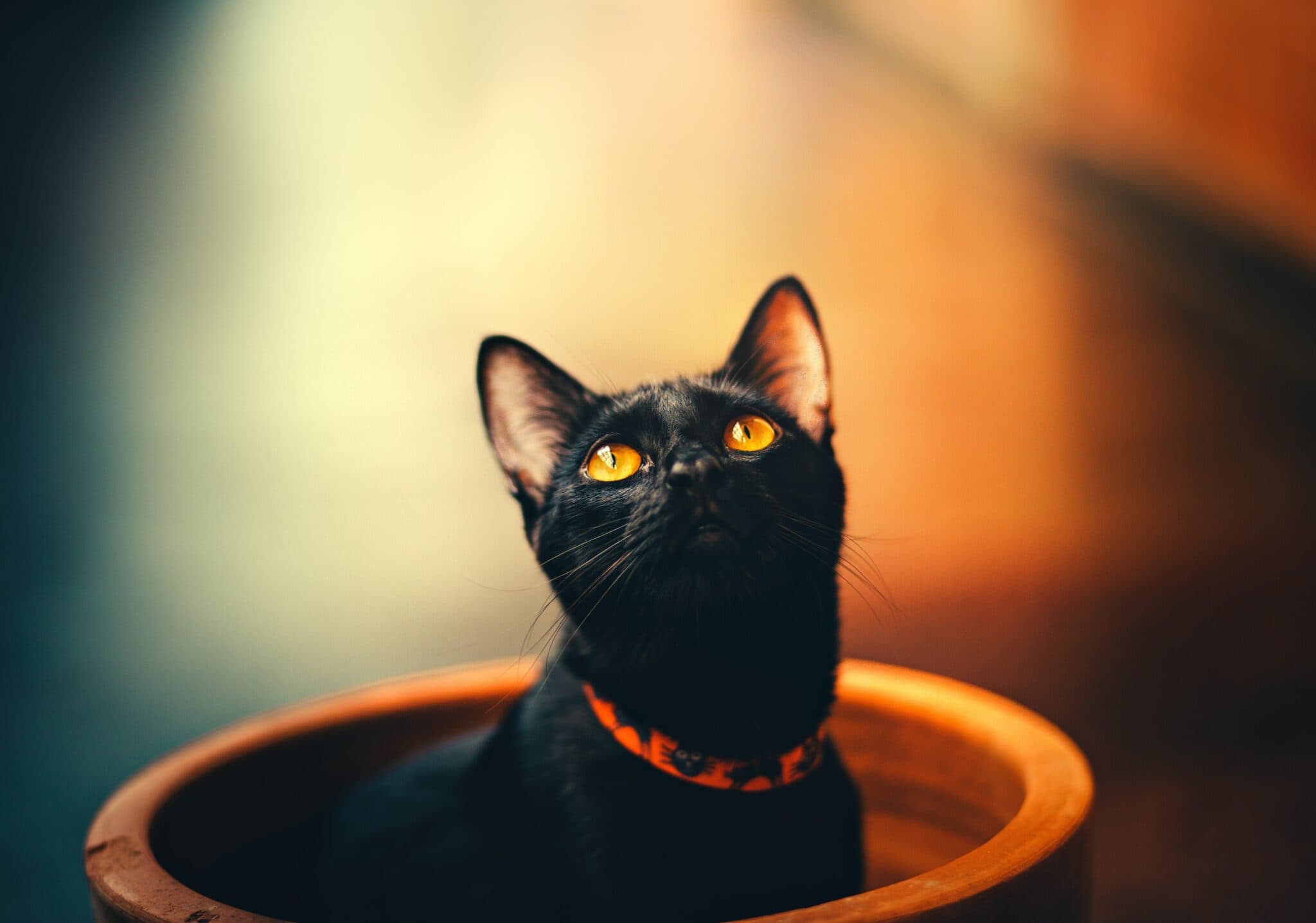 11 Different Cat Eye Colors (With Pictures) | Hepper Pet Resources