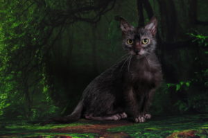 17 Surprising Lykoi (Wolf Cat) Facts: Origin, Appearance, Traits & More ...