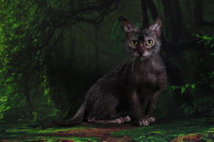 17 Surprising Lykoi (Wolf Cat) Facts: Origin, Appearance, Traits & More ...
