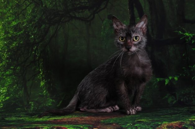 17 Surprising Lykoi (Wolf Cat) Facts: Origin, Appearance, Traits & More ...