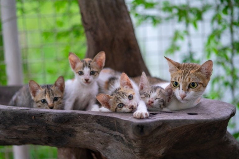 Do Cats Mate for Life? Reasons, Behavior, & Breeding | Hepper Pet Resources
