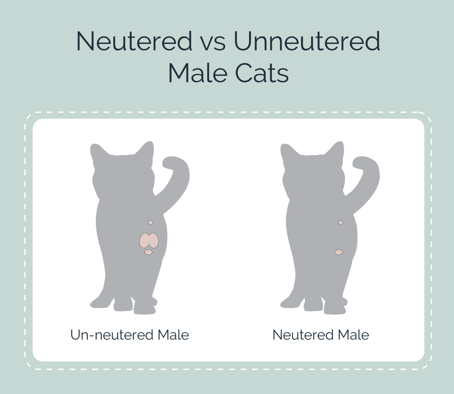 Neutered vs Unneutered Male Cat: Pictures, Vet-Approved Differences ...