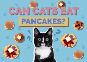Can Cats Eat Pancakes? Vet-Reviewed Info & Considerations | Hepper Pet ...