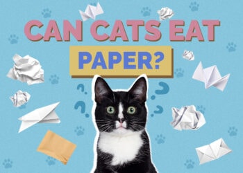 Can Cats Eat Paper? 5 Vet-Reviewed Reasons & Solutions | Hepper Pet ...