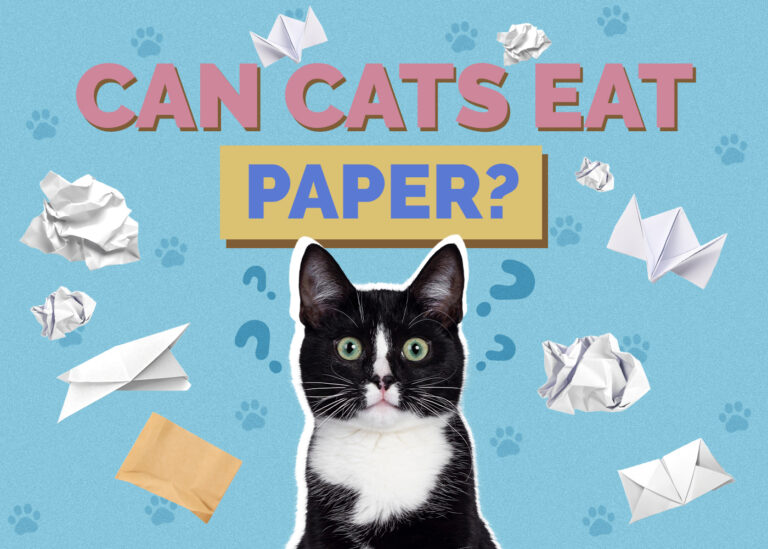 Can Cats Eat Paper? 5 Vet-Reviewed Reasons & Solutions | Hepper Pet ...